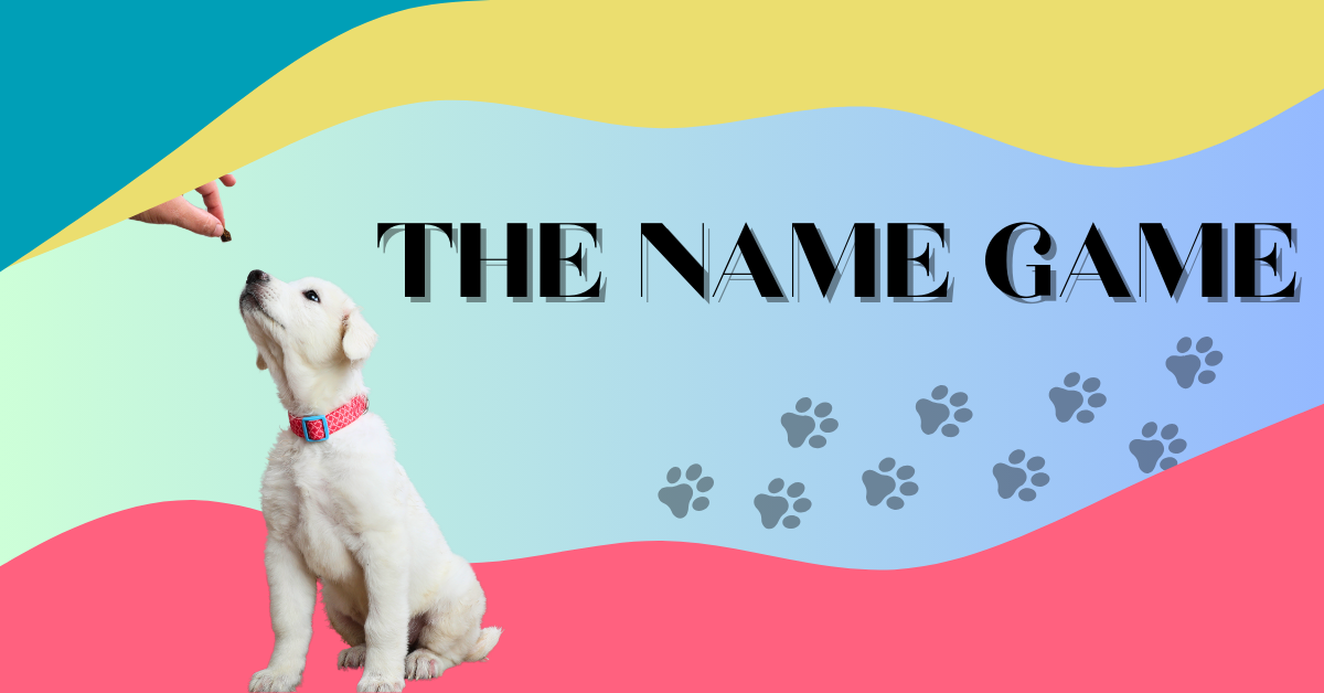 The Name Game: A Key Skill for Puppy Training * Ready, Pup, Go!